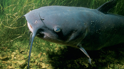 Harvesting – Algonquins of Greater Golden Lake First Nation