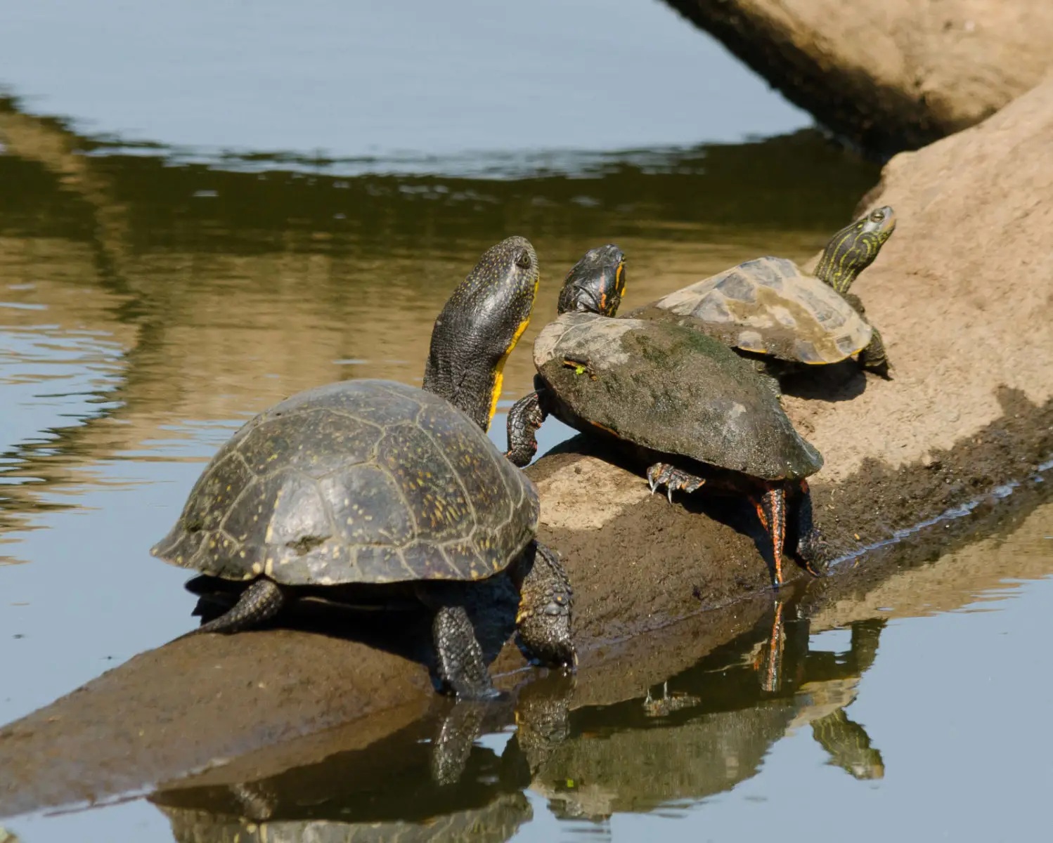 Algonquins of Greater Golden Lake First Nation – Algonquin First Nation ...